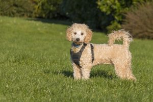 4 Beautiful Bichon Frise Colors (Best Bichon Colors)