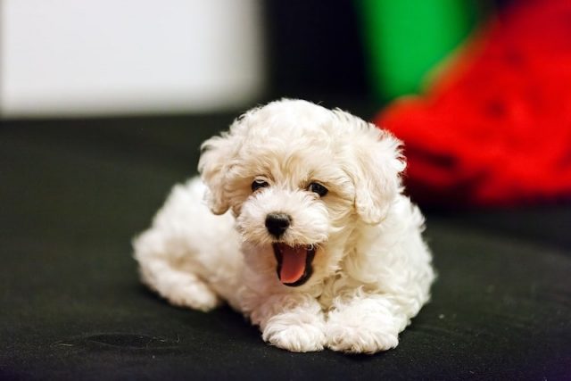 4 Beautiful Bichon Frise Colors (Best Bichon Colors)