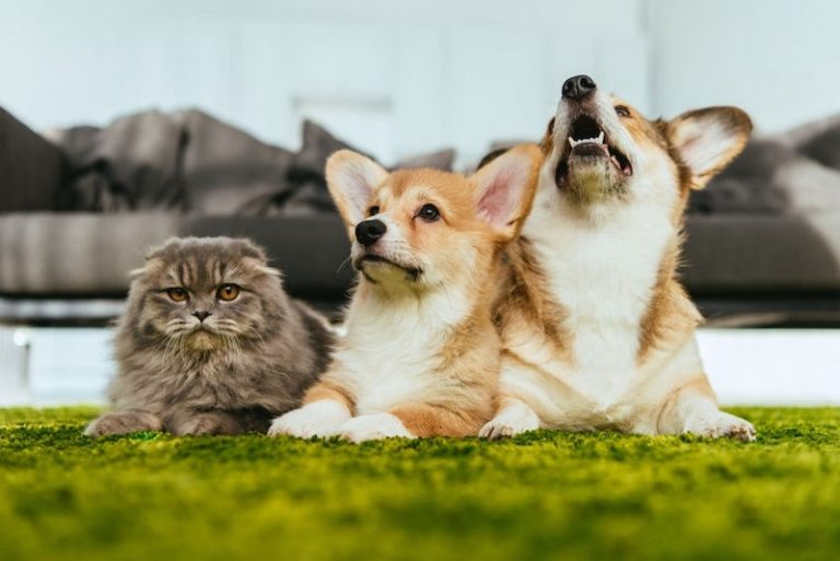 Are Corgis Good With Cats? - Things to Consider
