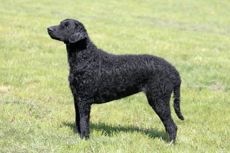 28 Elegant English Dog Breeds: Native English Dogs