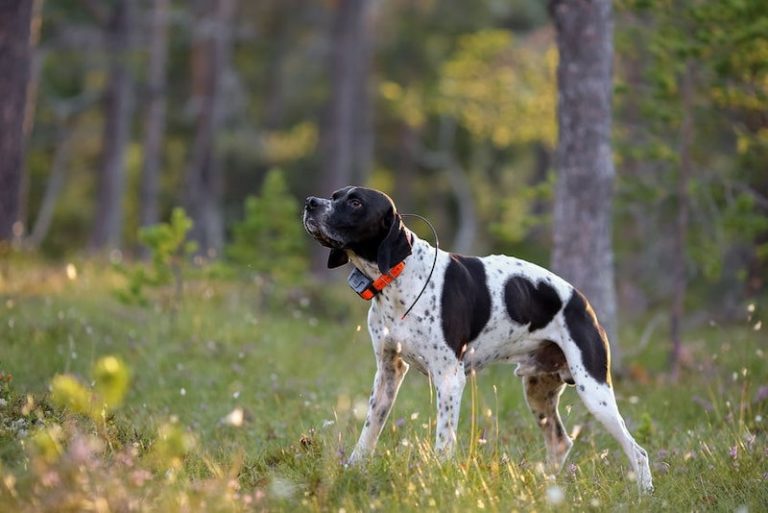 28 Elegant English Dog Breeds: Native English Dogs