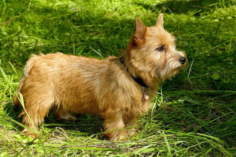 28 Elegant English Dog Breeds: Native English Dogs