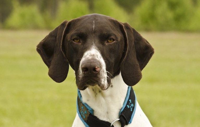 All 5 Types of Hunting Dogs (& How They Actually Hunt)