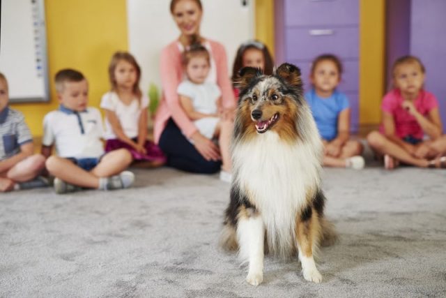 Are Shelties Smart? - Here's Why They're Super Smart