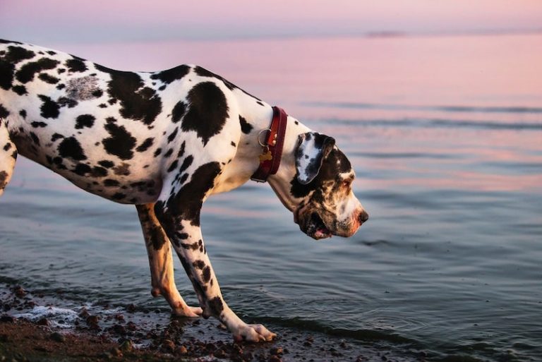 10 Great Dane Facts - Most Interesting Things You Didn't Know
