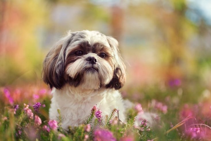 10 Sweetest Dog Breeds That You'll Absolutely Love