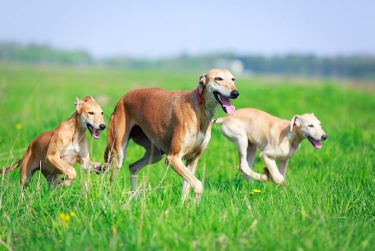 25 Native Russian Dog Breeds (All Dogs of Russia)