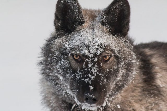 25 Native Russian Dog Breeds (All Dogs of Russia)