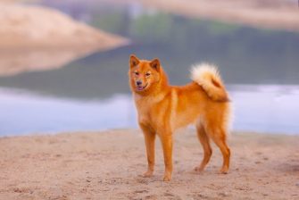 25 Native Russian Dog Breeds (All Dogs of Russia)