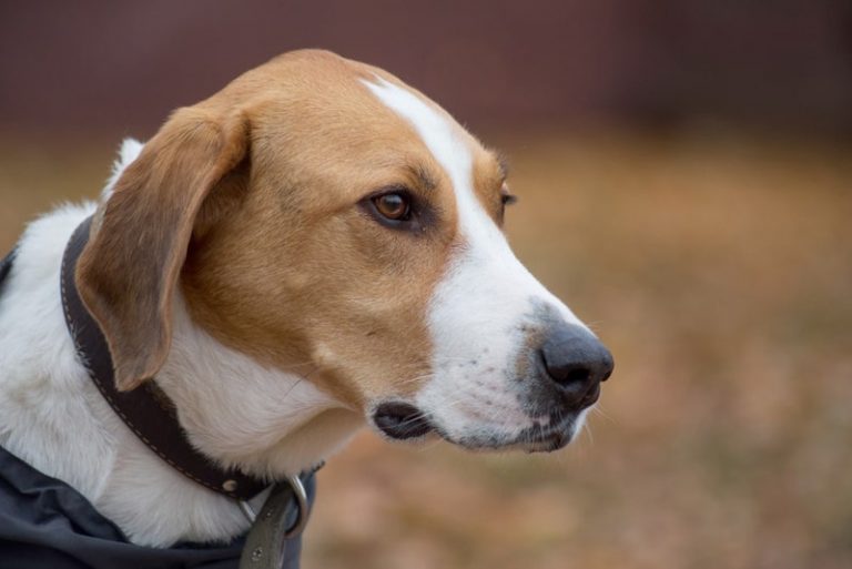 25 Native Russian Dog Breeds (All Dogs of Russia)