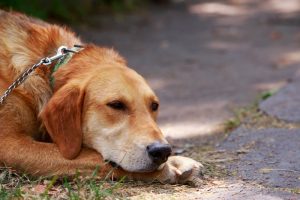 25 Native Russian Dog Breeds (All Dogs of Russia)