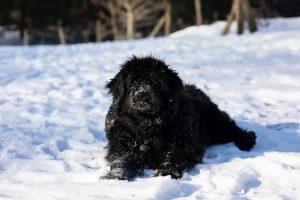 25 Native Russian Dog Breeds (All Dogs of Russia)