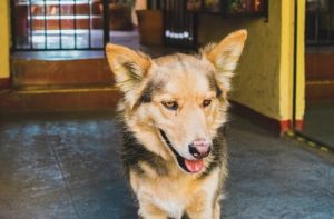 25 Native Russian Dog Breeds (All Dogs of Russia)