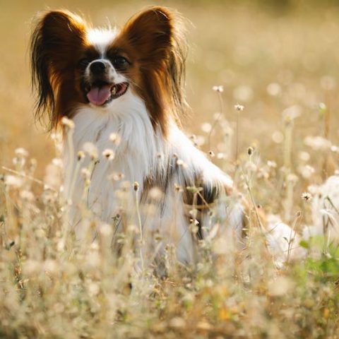 10 Most Interesting Pomeranian Facts You Never Knew