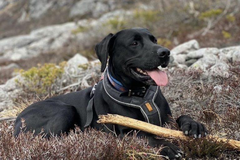 41 Loving Labrador Mixes: The Ultimate Lab Mix Guide