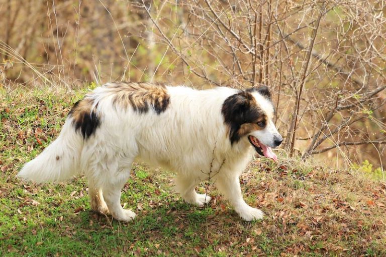 27 Best Shepherd Dog Breeds (A Guide to Shepherd Dogs)