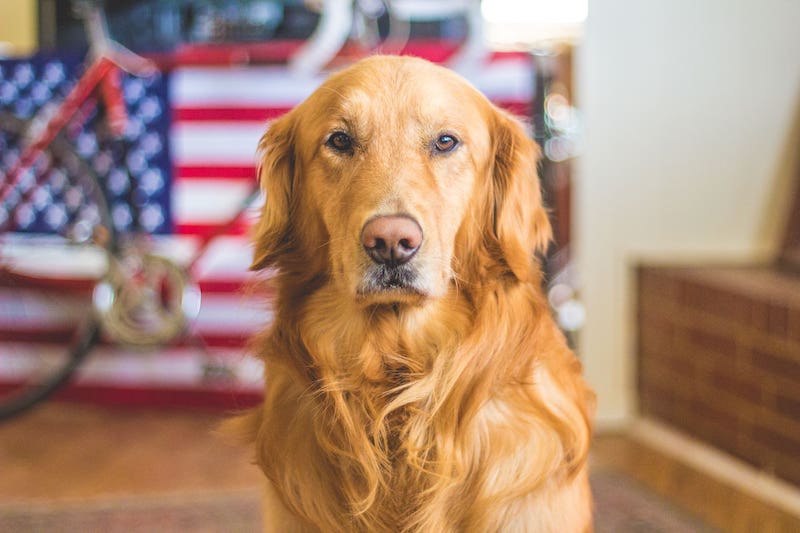 45 Most Expensive Dog Breeds (The Insane Prices of Dogs)