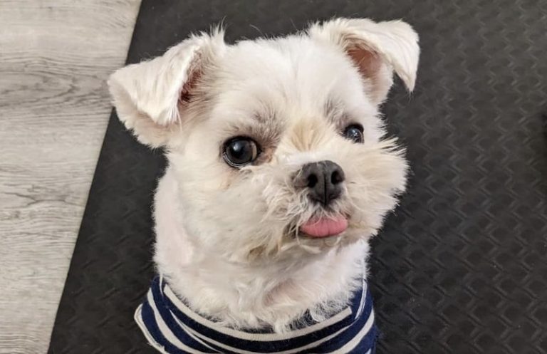 29 Marvelous Maltese Mixes (Best Maltese Hybrids)