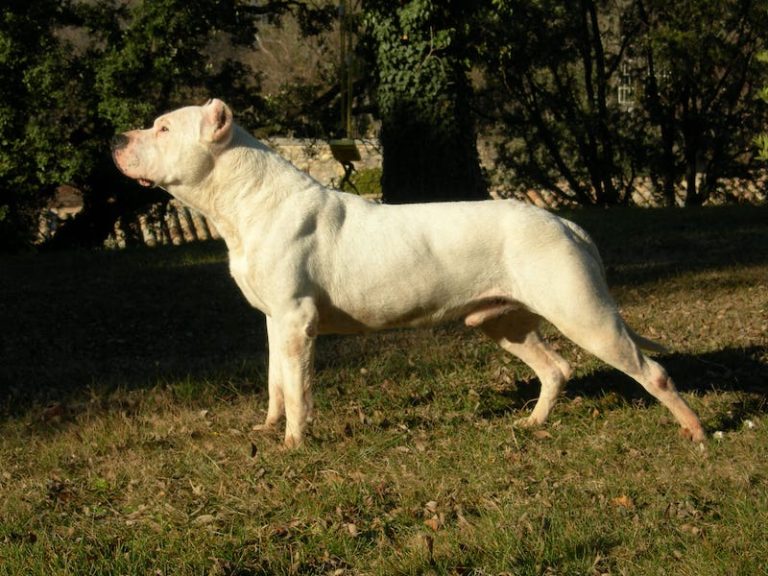 10 Extinct Dog Breeds: The Real Reason They're Gone