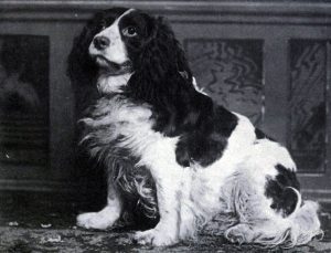 10 Extinct Dog Breeds: The Real Reason They're Gone