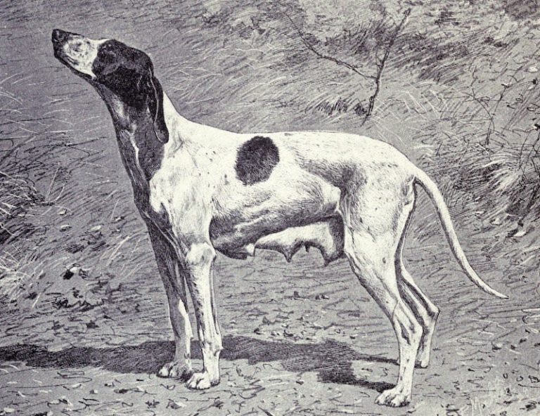 10 Extinct Dog Breeds: The Real Reason They're Gone