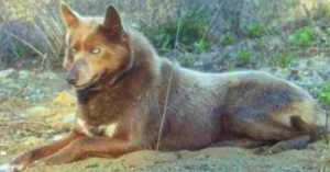 10 Extinct Dog Breeds: The Real Reason They're Gone