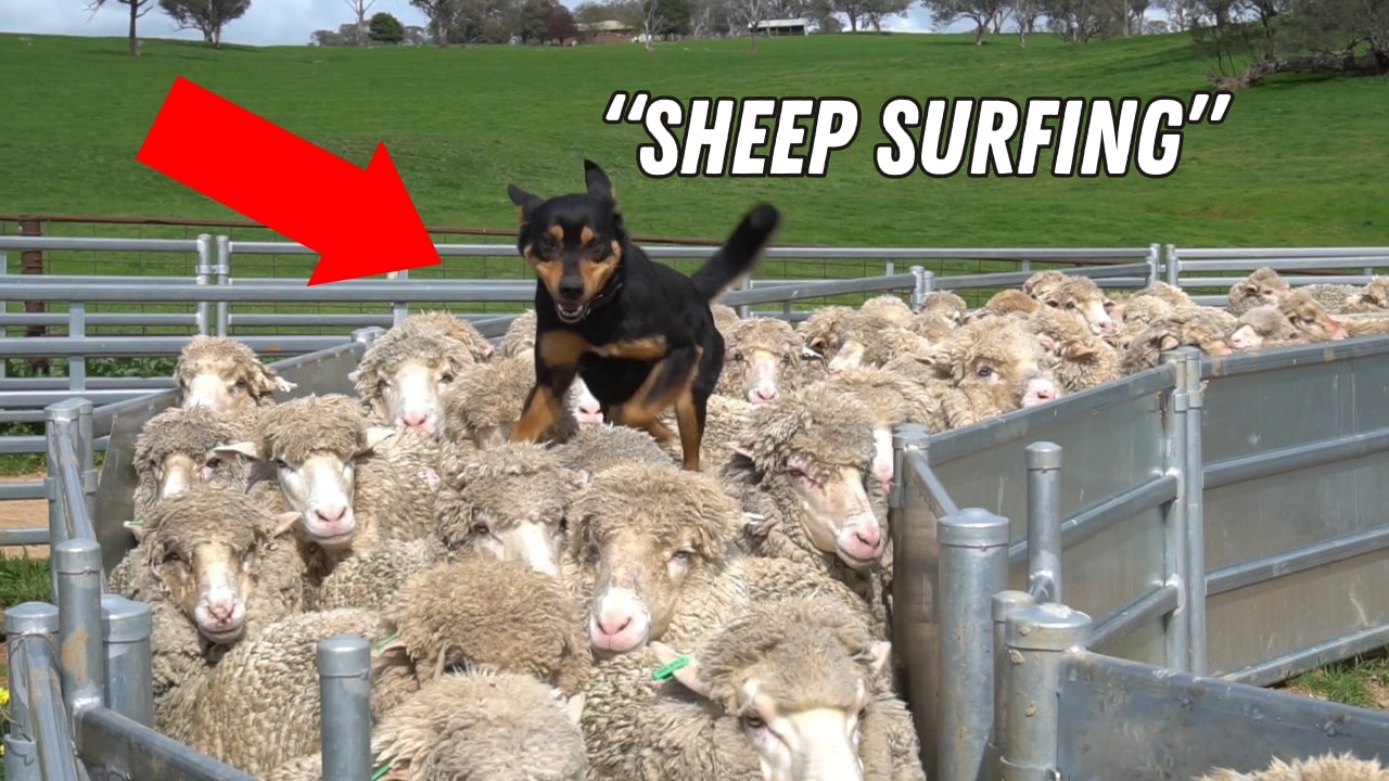 10 Dog Breeds That Do Weird Things (& What They Mean)
