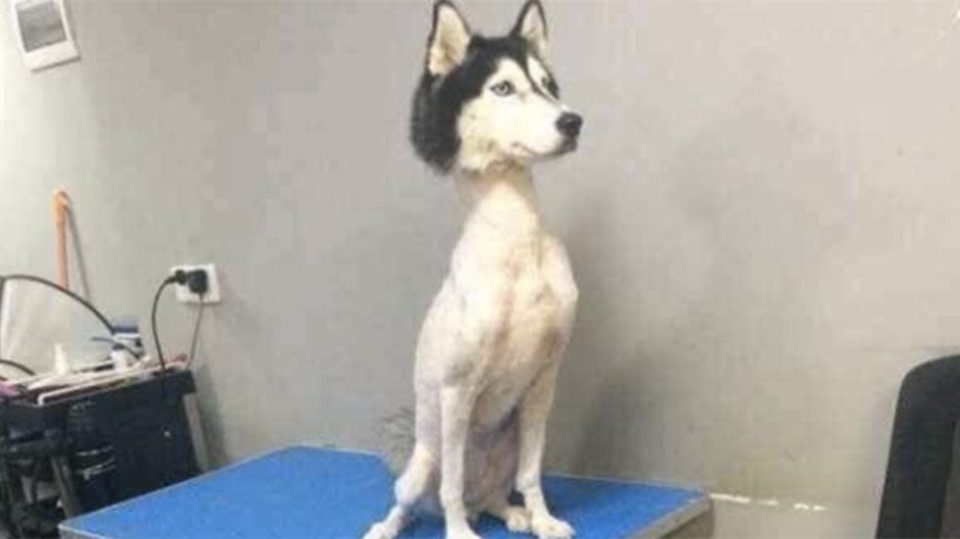 10 Things New Owners Need to Know About Huskies